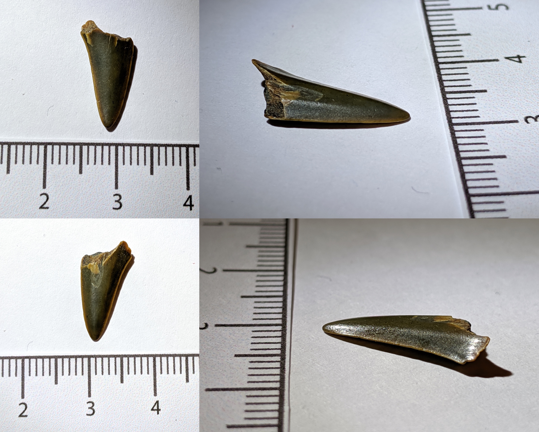 Shark teeth from Big Brook, New Jersey - Fossil ID - The Fossil Forum