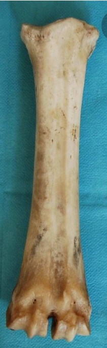 Fossil ID - Fossil ID - The Fossil Forum