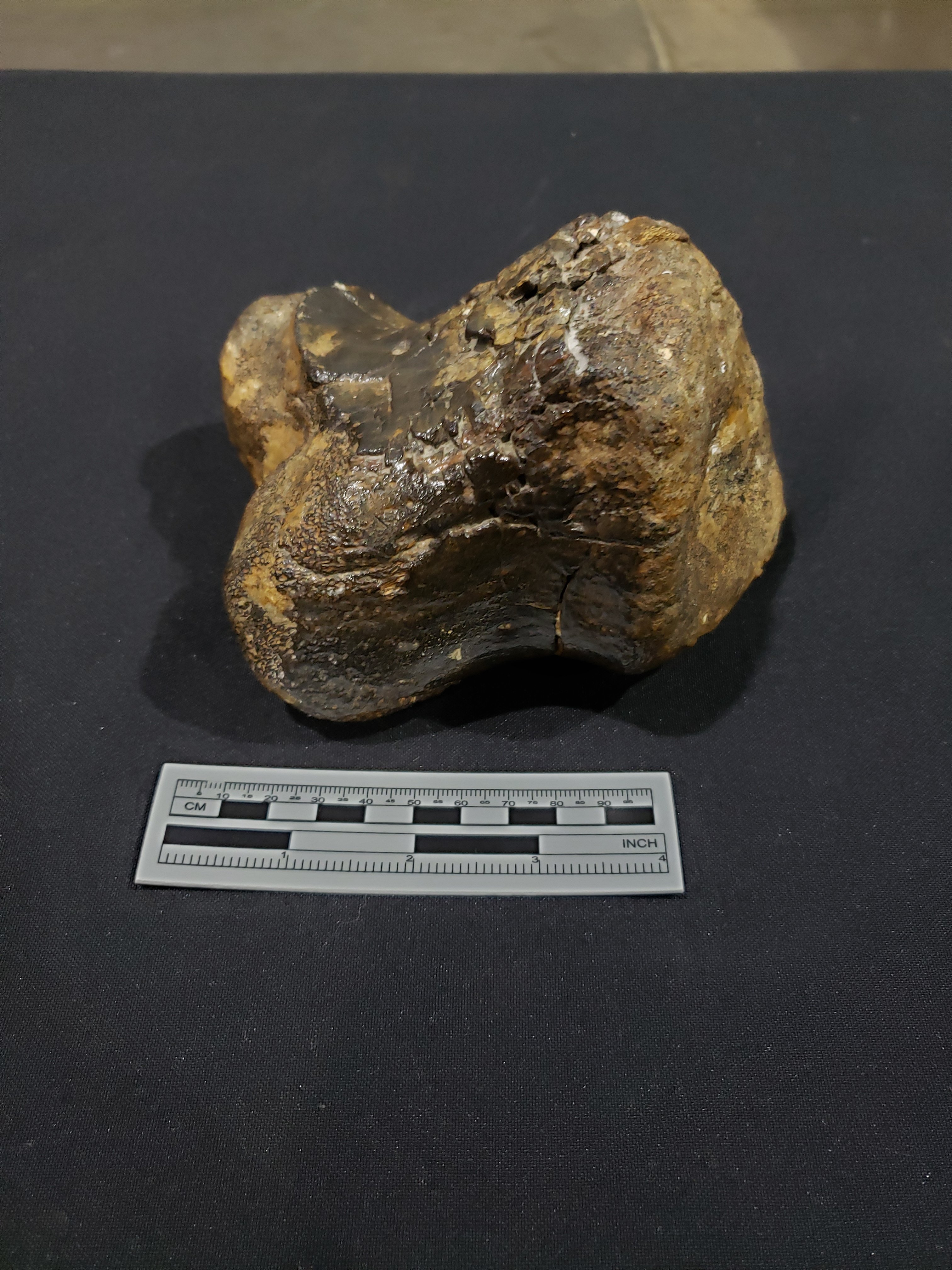 Diplodocus toe bone? - Fossil ID - The Fossil Forum
