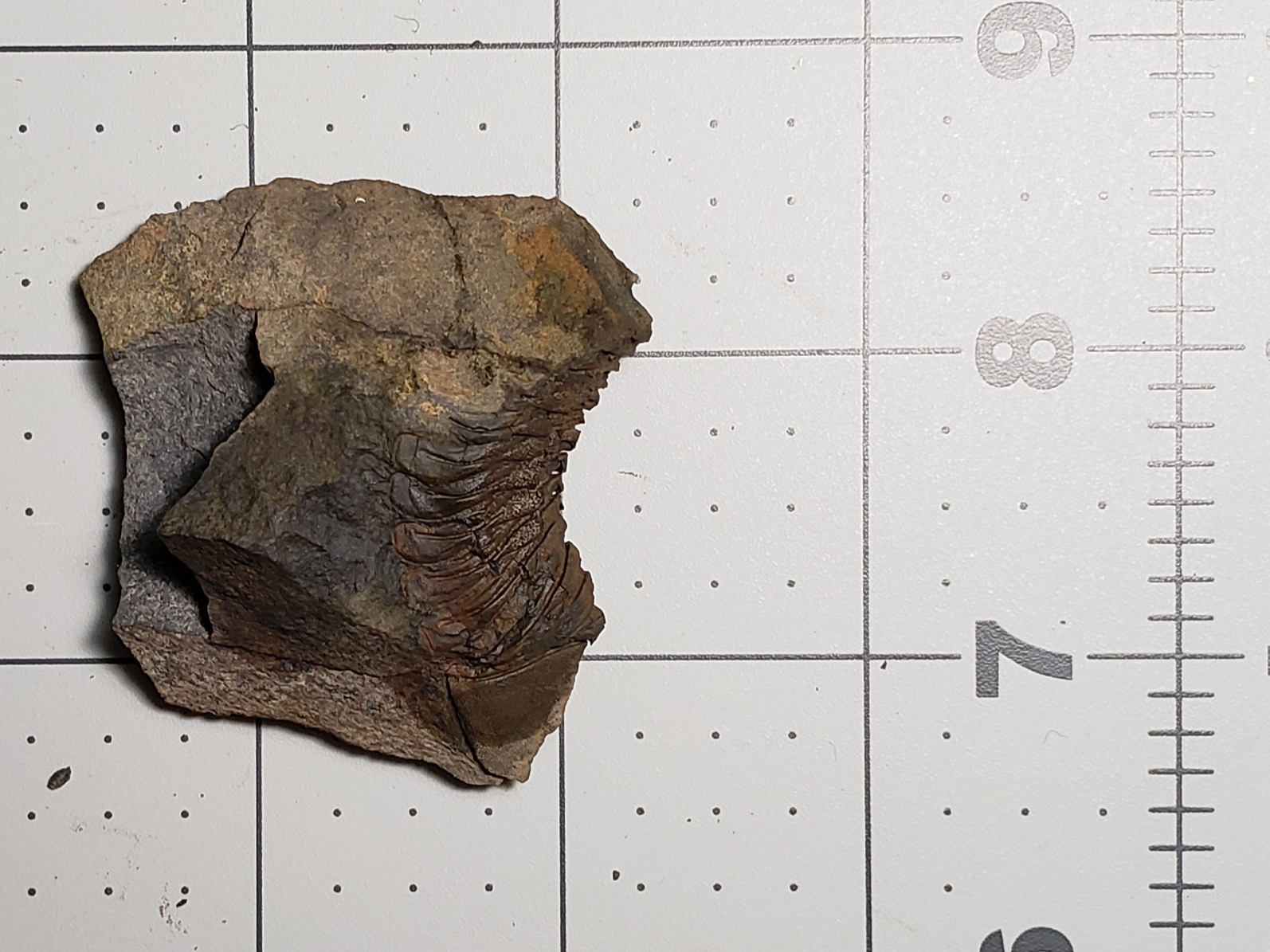 First dipleura!? - Fossil Hunting Trips - The Fossil Forum