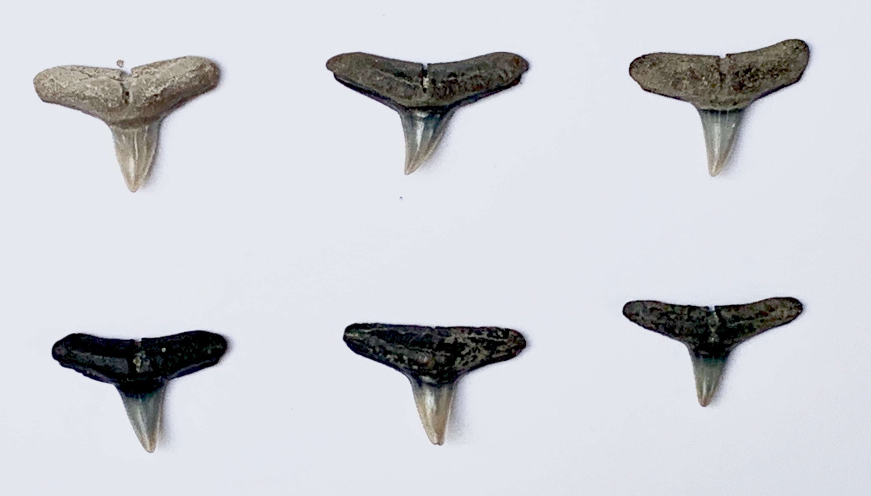 Carcharhinus vs Negaprion - Fossil ID - The Fossil Forum