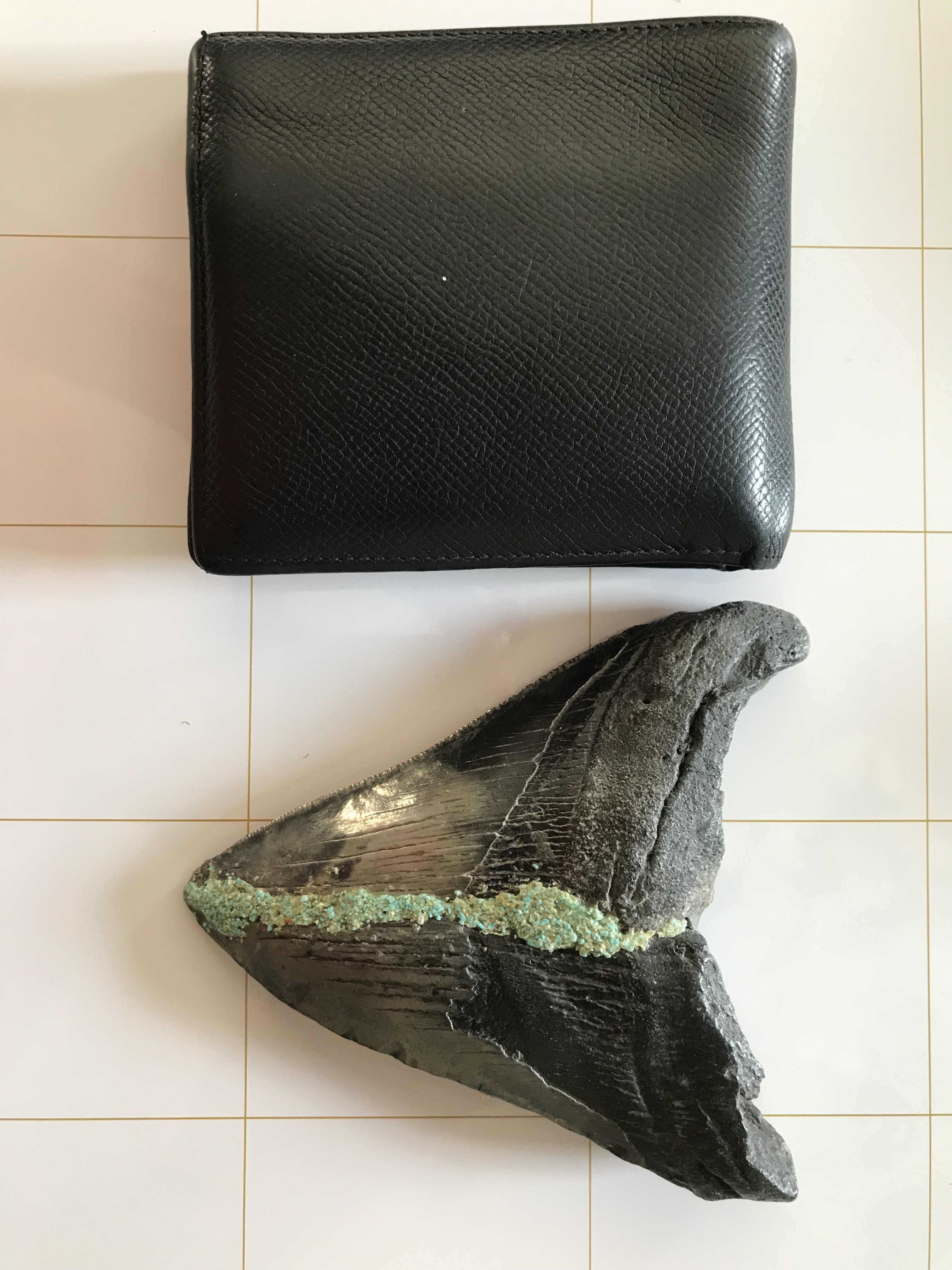 Fake Megalodon Tooth ? and Others - Is It Real? How to Recognize Fossil ...