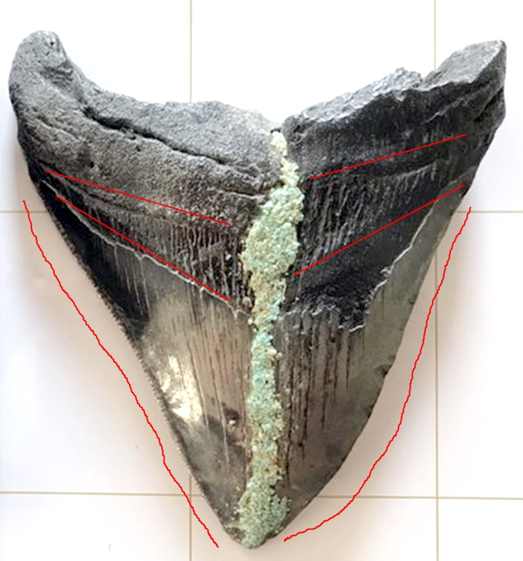 Fake Megalodon Tooth ? and Others - Is It Real? How to Recognize Fossil ...