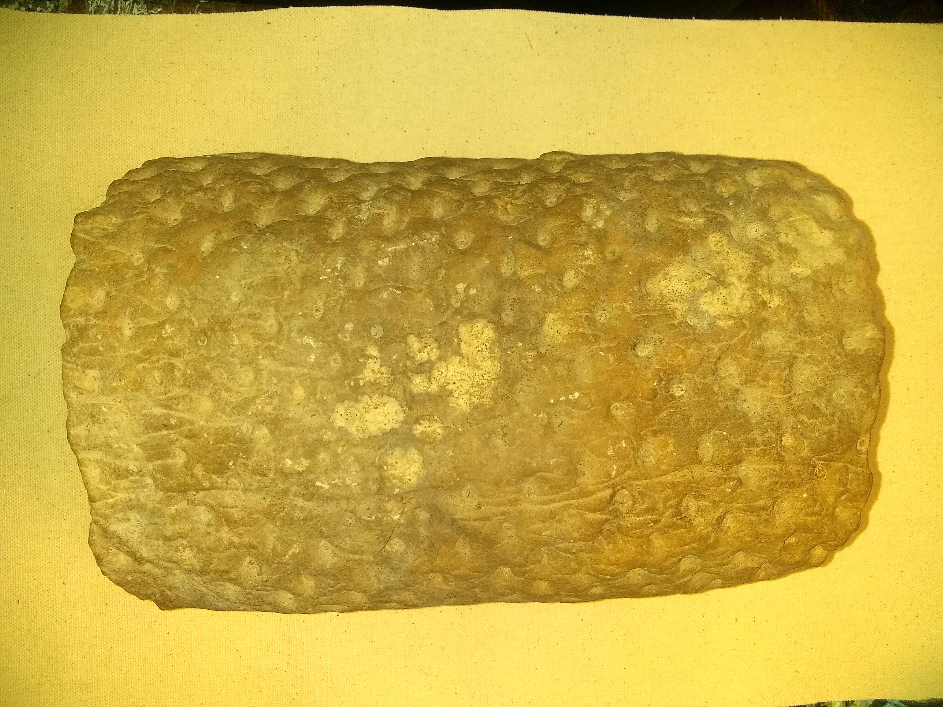 Best stigmaria root find for me. - General Fossil Discussion - The ...