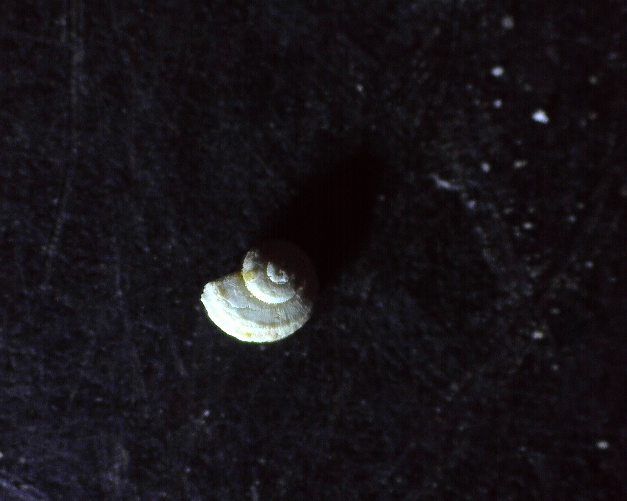 Tiny shell - Fossil ID - The Fossil Forum
