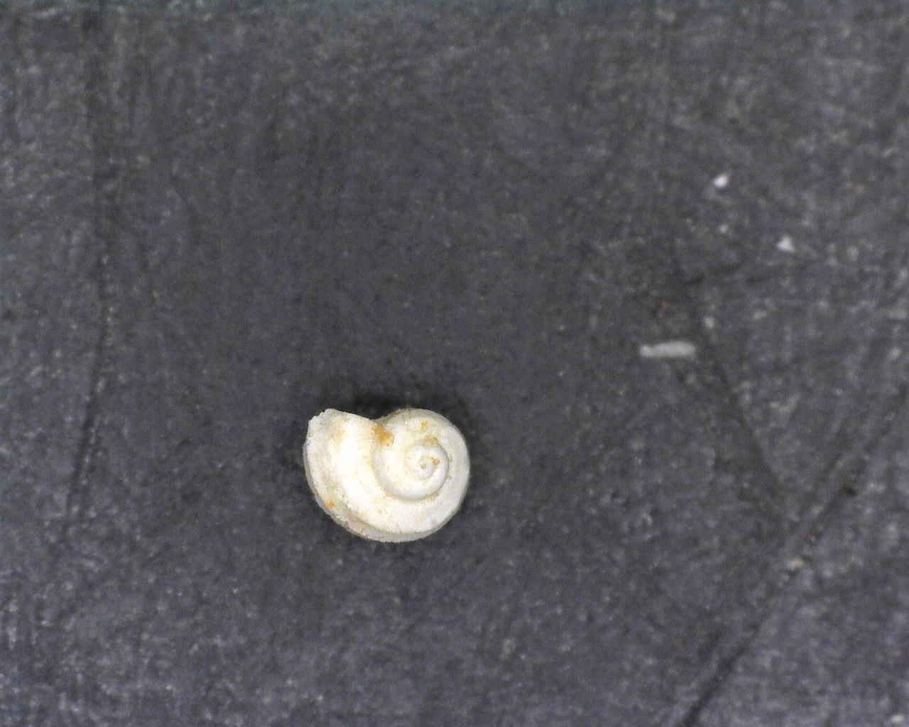 Tiny shell - Fossil ID - The Fossil Forum