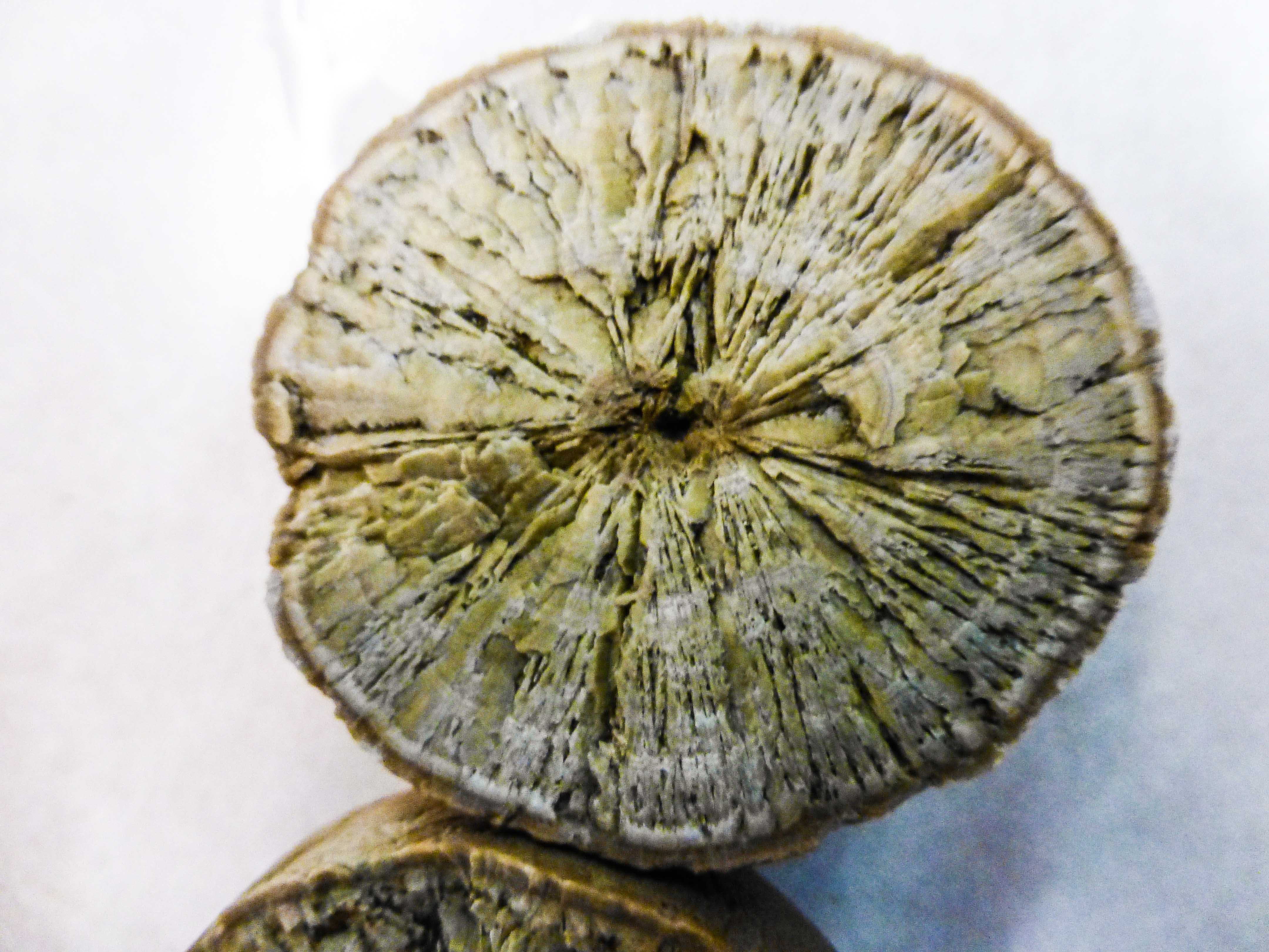 possible petrified fruit - Fossil ID - The Fossil Forum