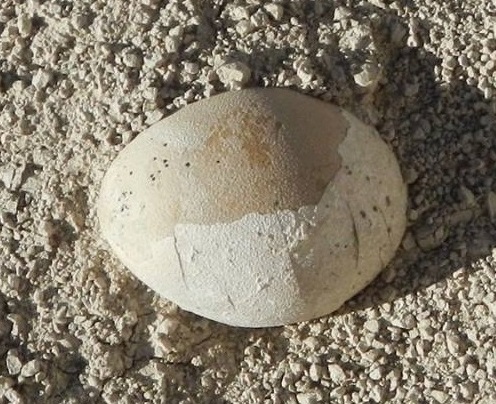 Egg fossil ID? - Fossil ID - The Fossil Forum