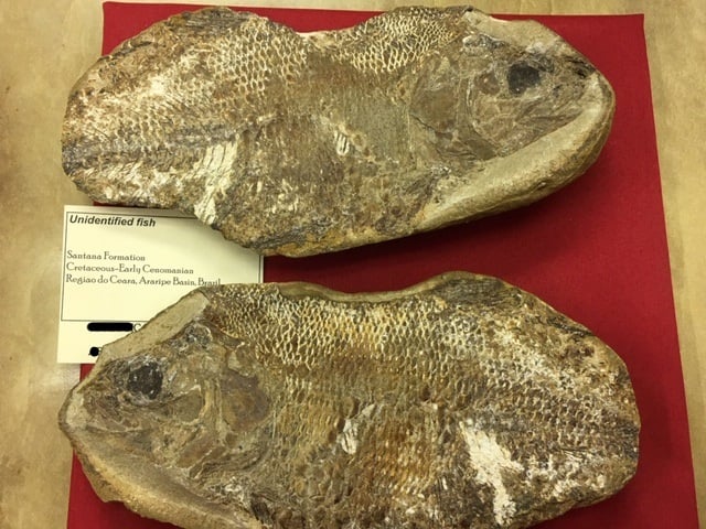 Cretaceous Fish from Brazil? - Fossil ID - The Fossil Forum