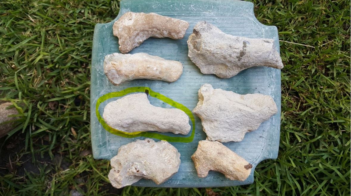 Cretaceous marine reptile limb bones? - Fossil ID - The Fossil Forum