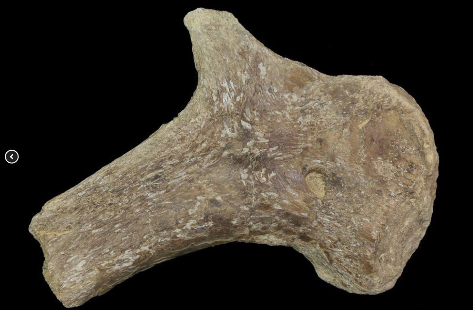 Cretaceous marine reptile limb bones? - Fossil ID - The Fossil Forum