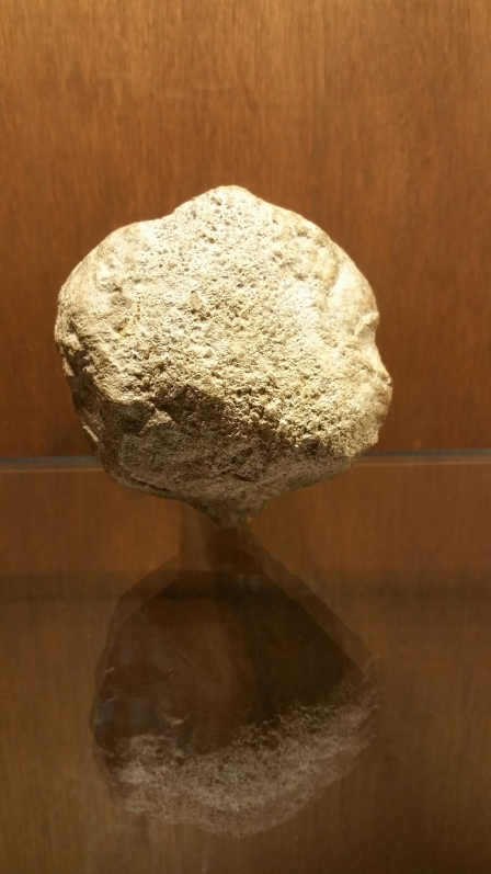 Dinosaur Madagascar bone/vertebrae id please? - Fossil ID - The Fossil ...