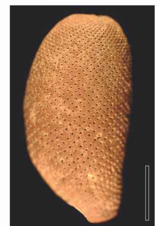 Fisherite babies?? - Fossil ID - The Fossil Forum