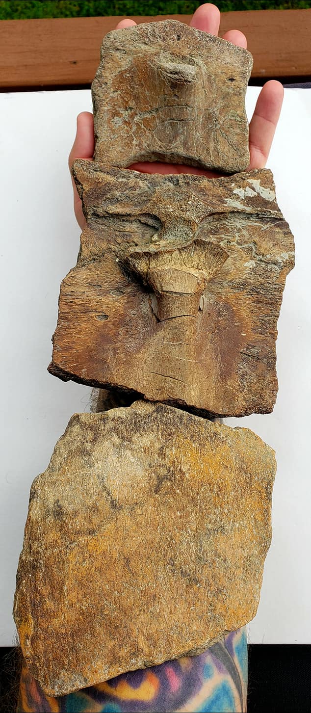 Protostega Fossils - Member Collections - The Fossil Forum