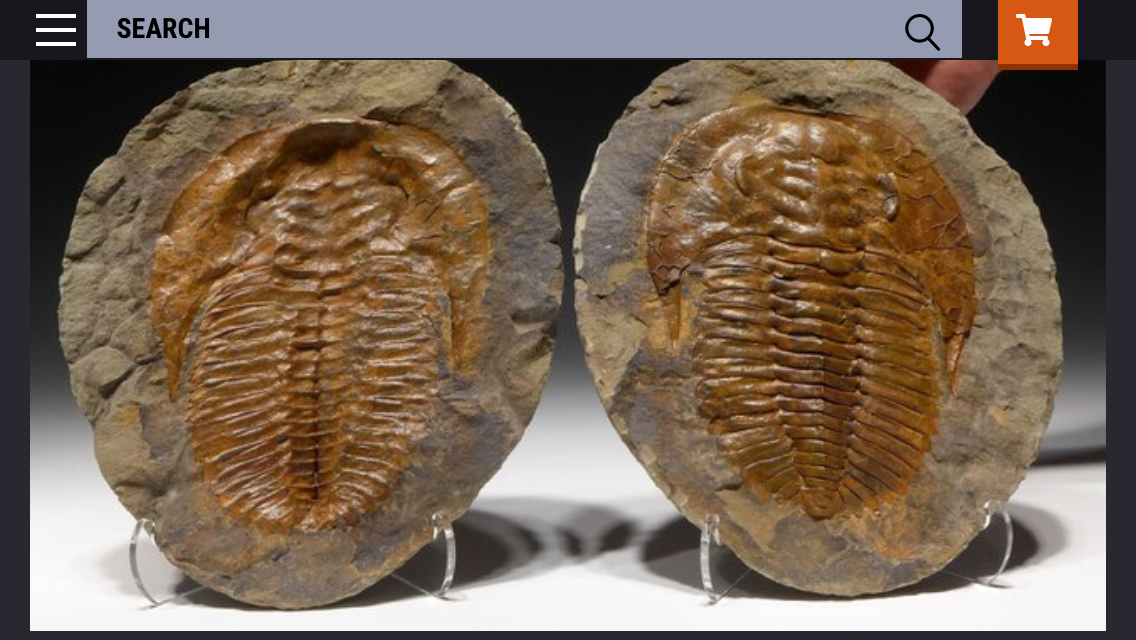 Percentage original? - General Fossil Discussion - The Fossil Forum
