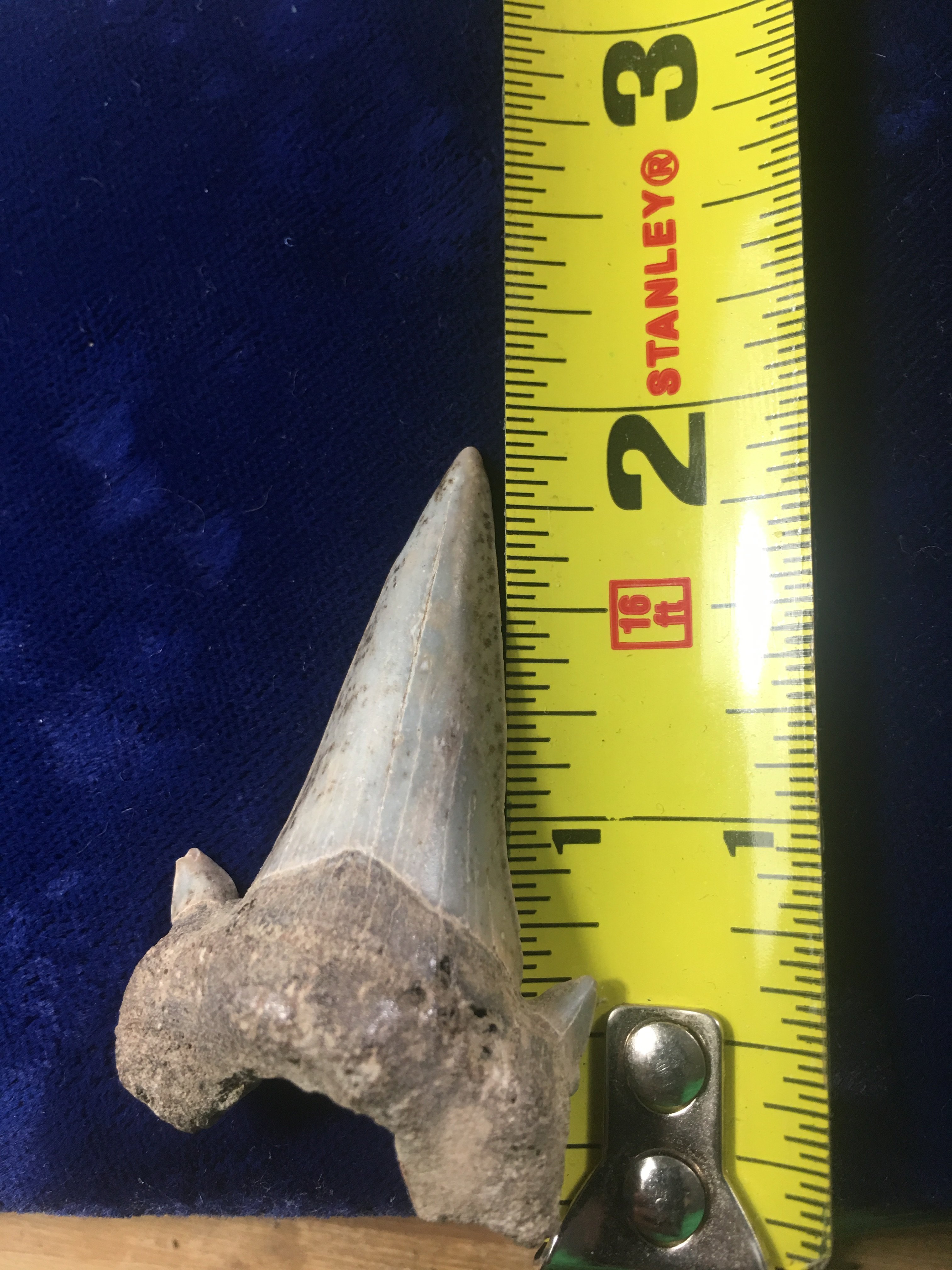 Cretaceous Cretalamna Tooth Maximum Size? - Questions & Answers - The ...
