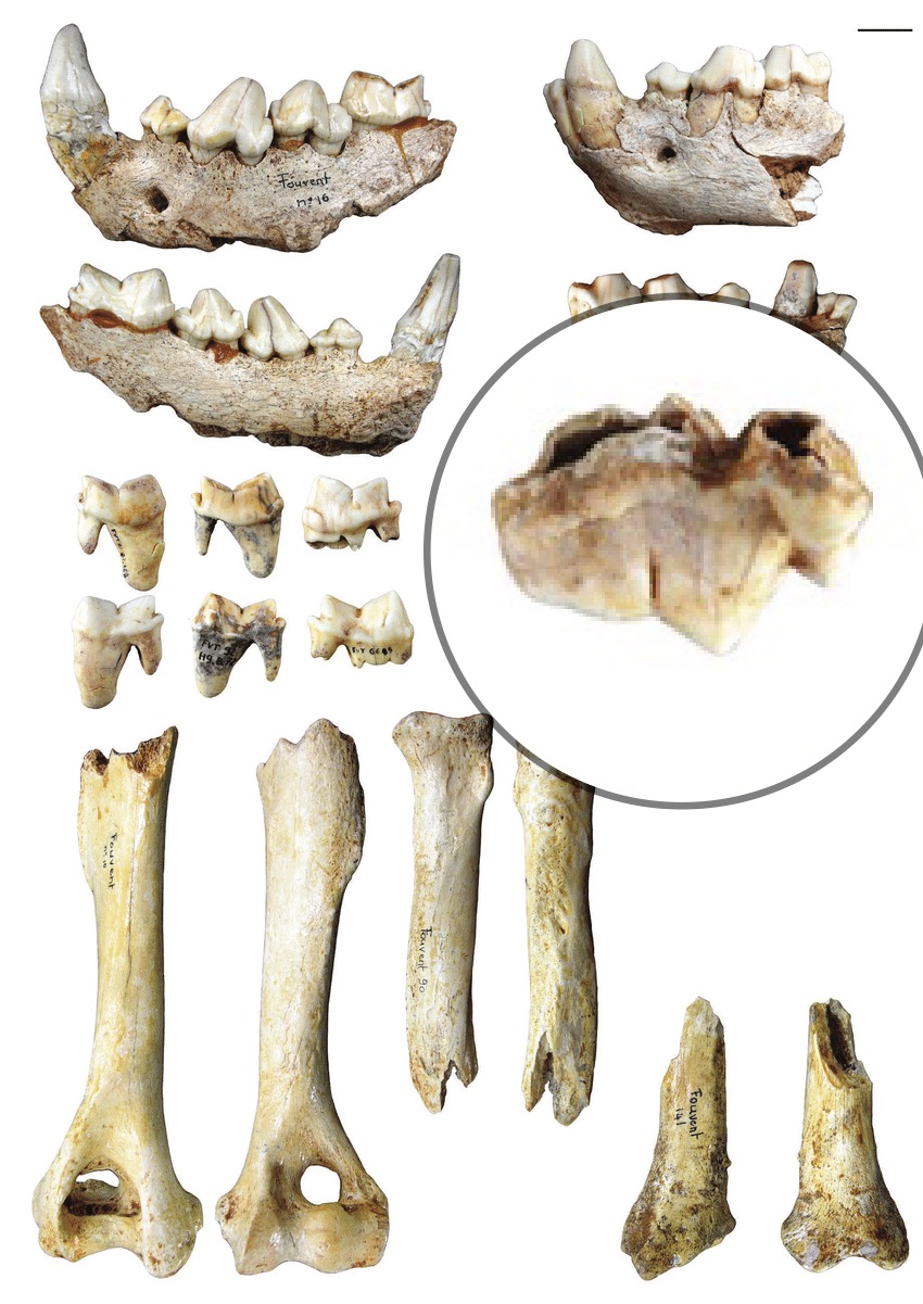 Mammal teeth - Fossil ID - The Fossil Forum