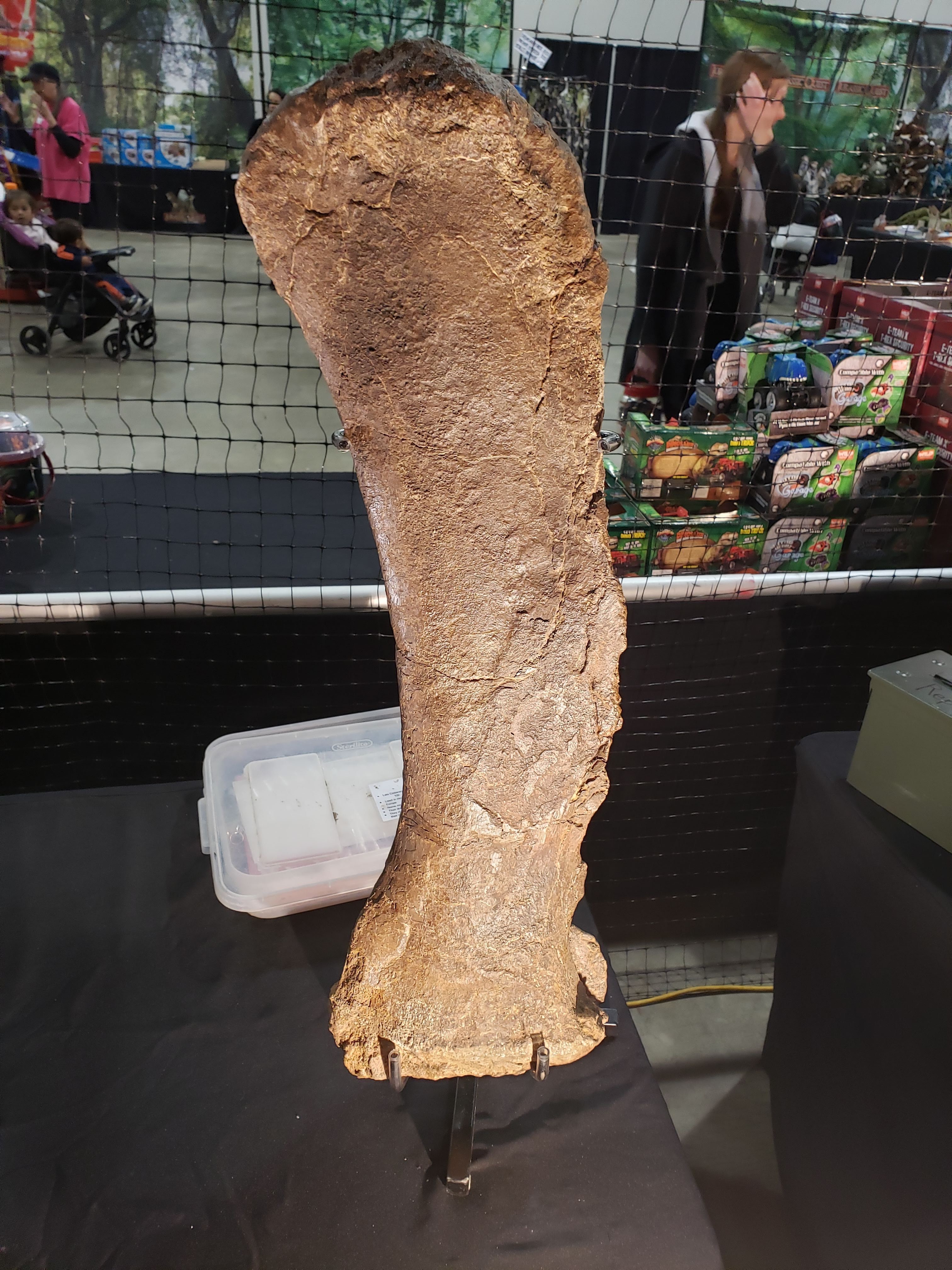 Mystery bone - Fossil ID - The Fossil Forum