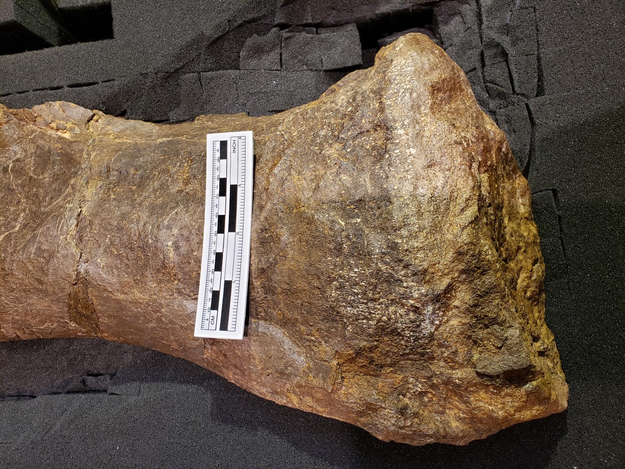 Mystery bone - Fossil ID - The Fossil Forum
