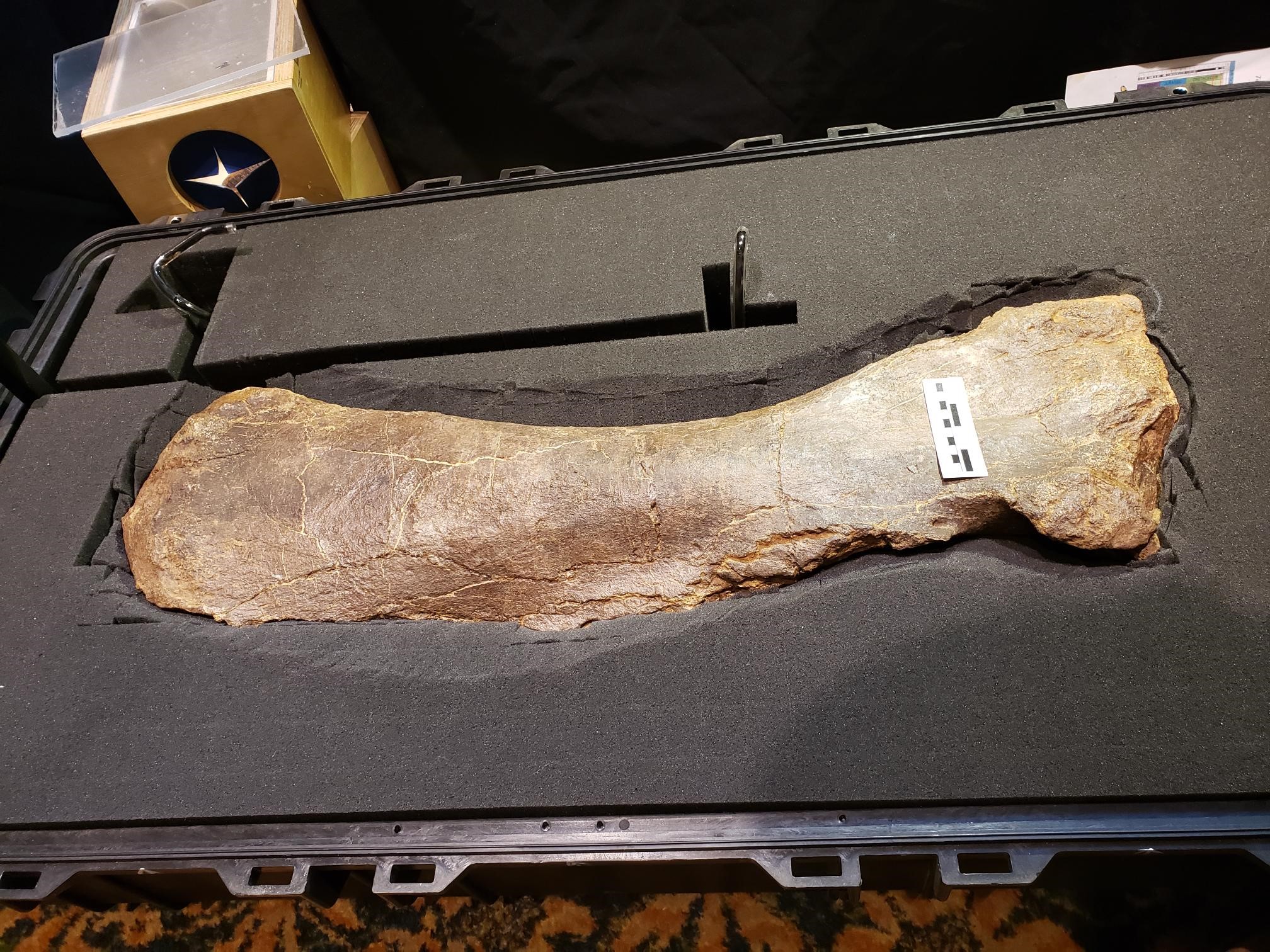 Mystery bone - Fossil ID - The Fossil Forum