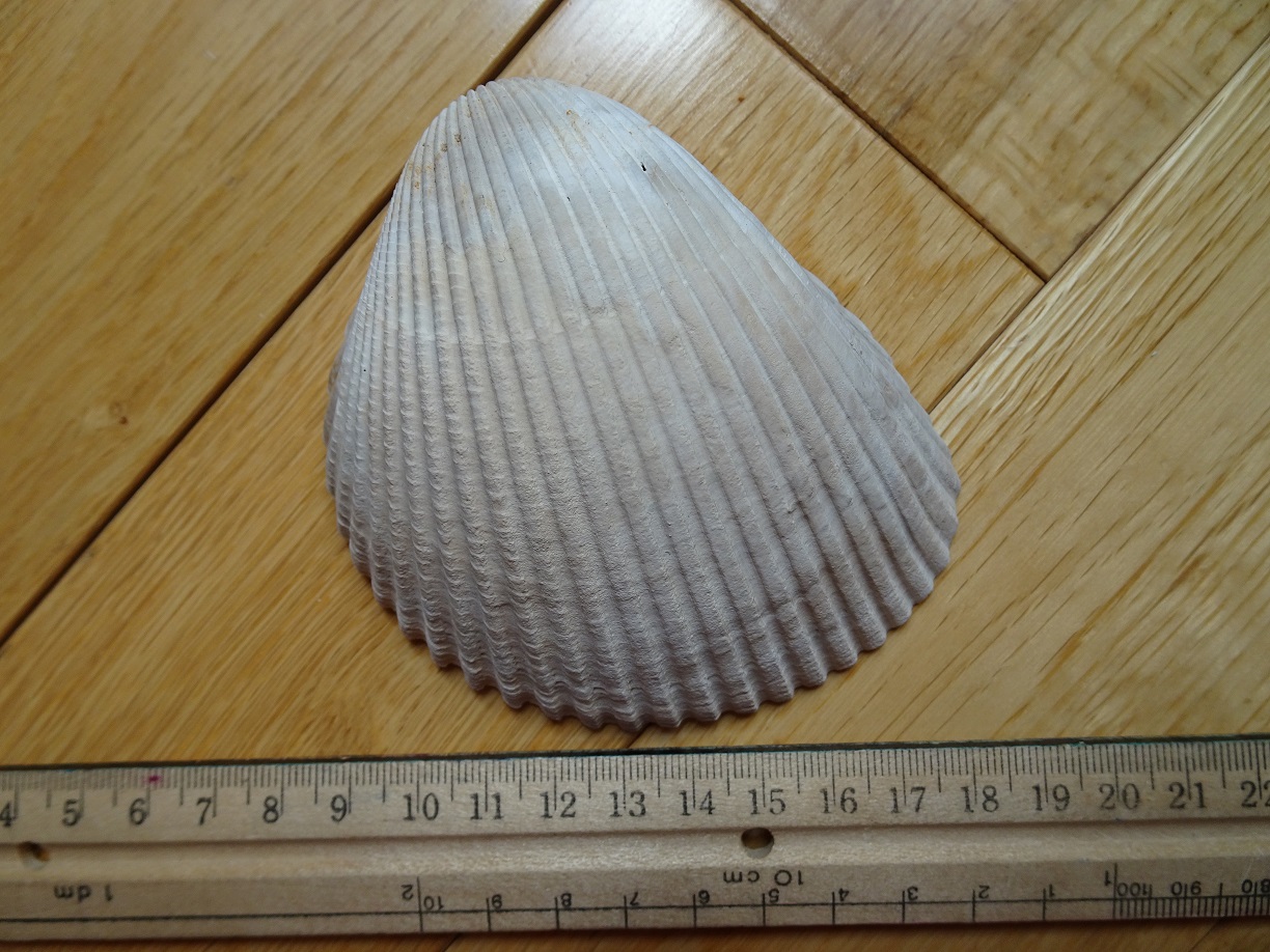 4 large Florida fossil shells! - Fossil ID - The Fossil Forum