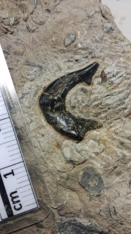 Any Hybodus head horn pics out there? - Questions & Answers - The ...