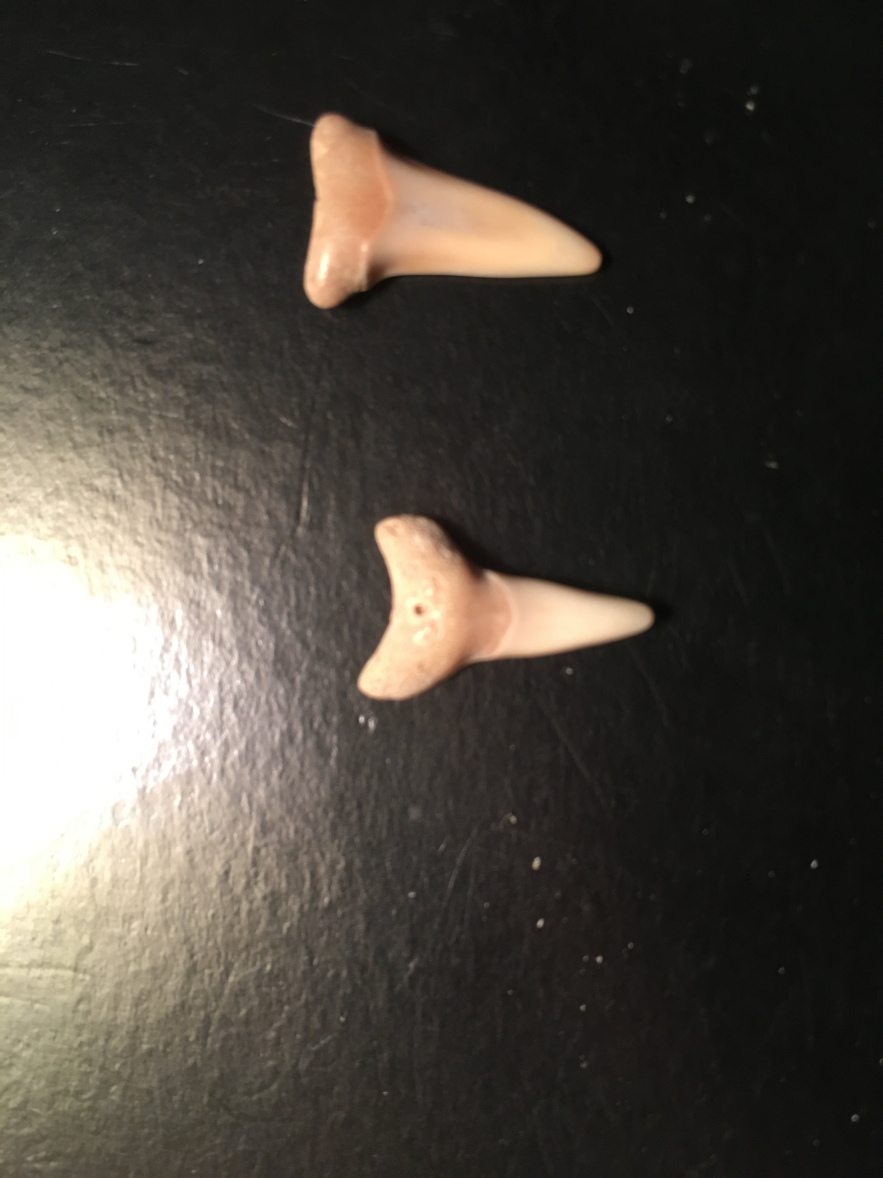Mako Shark Teeth? - Fossil ID - The Fossil Forum