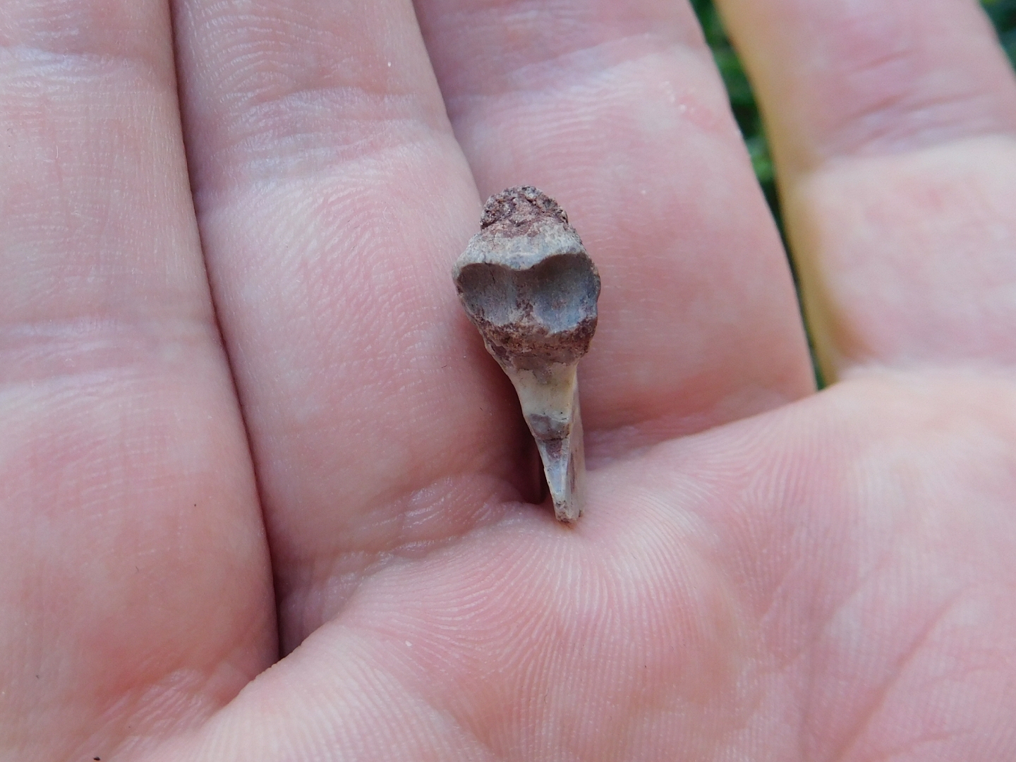 Bull Canyon Formation - Member Collections - The Fossil Forum