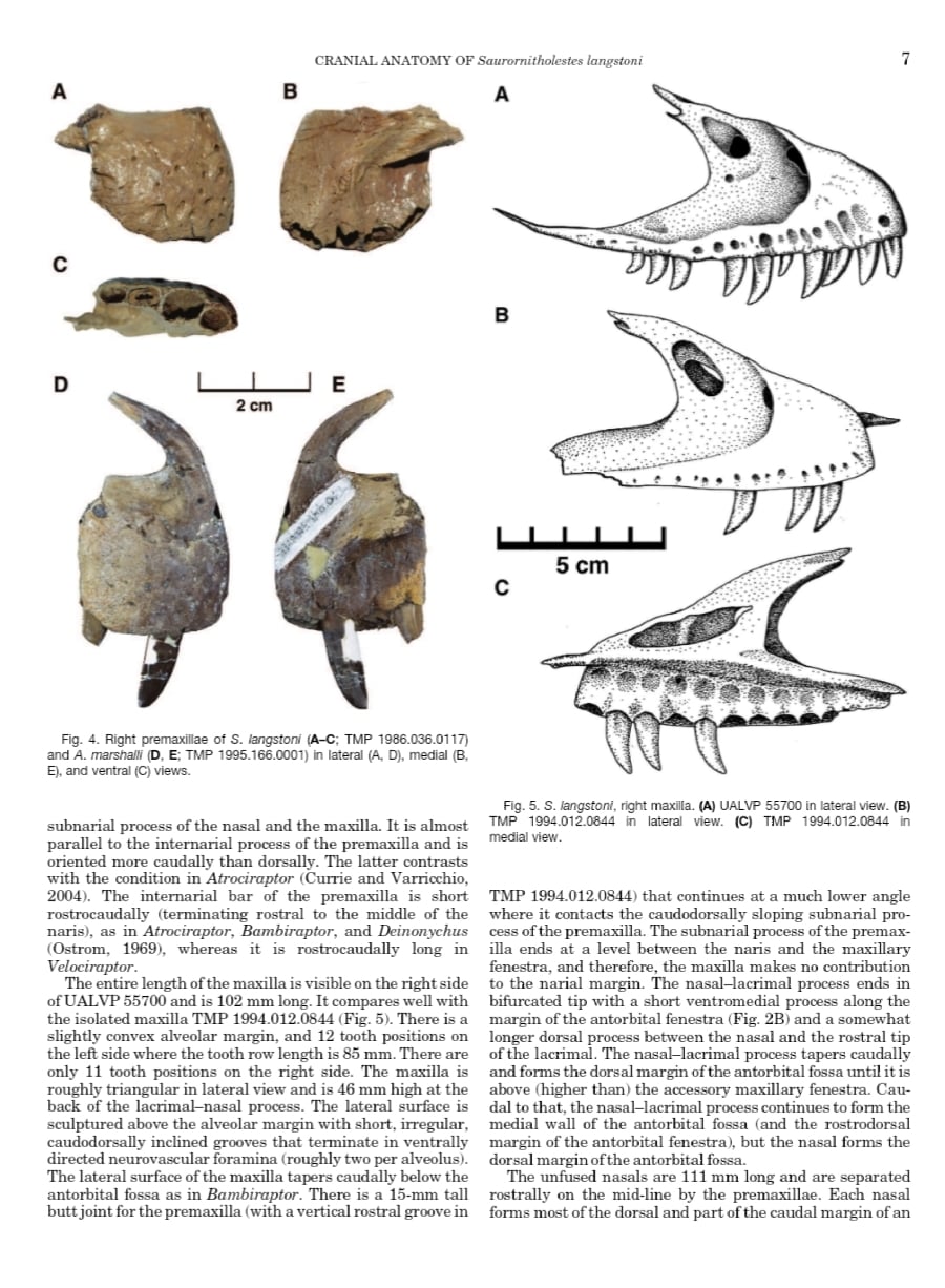 Saurornitholestes Skull Study Results - Questions & Answers - The ...