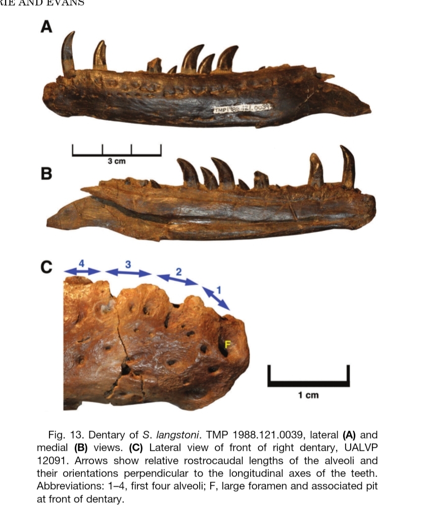 Saurornitholestes Skull Study Results - Questions & Answers - The ...
