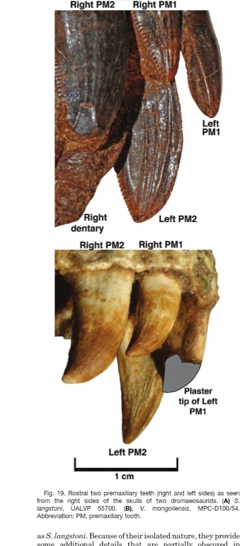 Saurornitholestes Skull Study Results - Questions & Answers - The ...