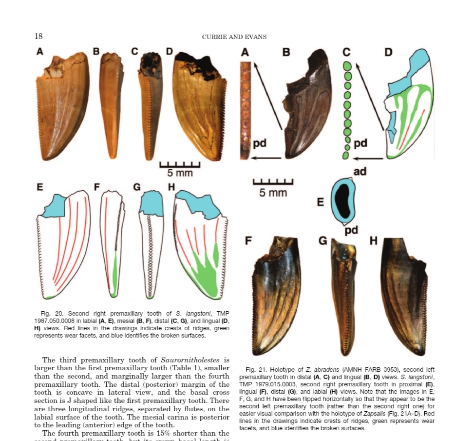 Saurornitholestes Skull Study Results - Questions & Answers - The ...