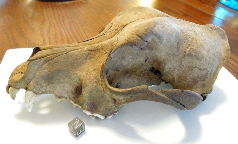 Bone Identification - Botswana Skull - Fossil ID - The Fossil Forum