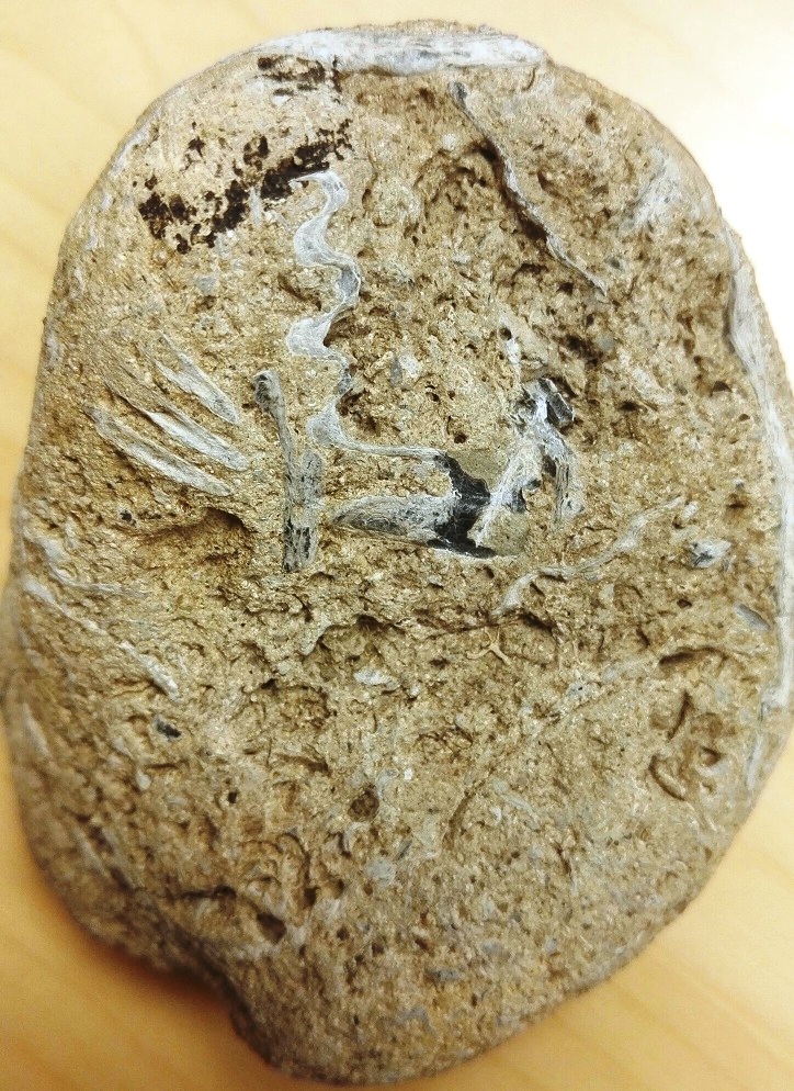 fossil rock found on a beach - Fossil ID - The Fossil Forum