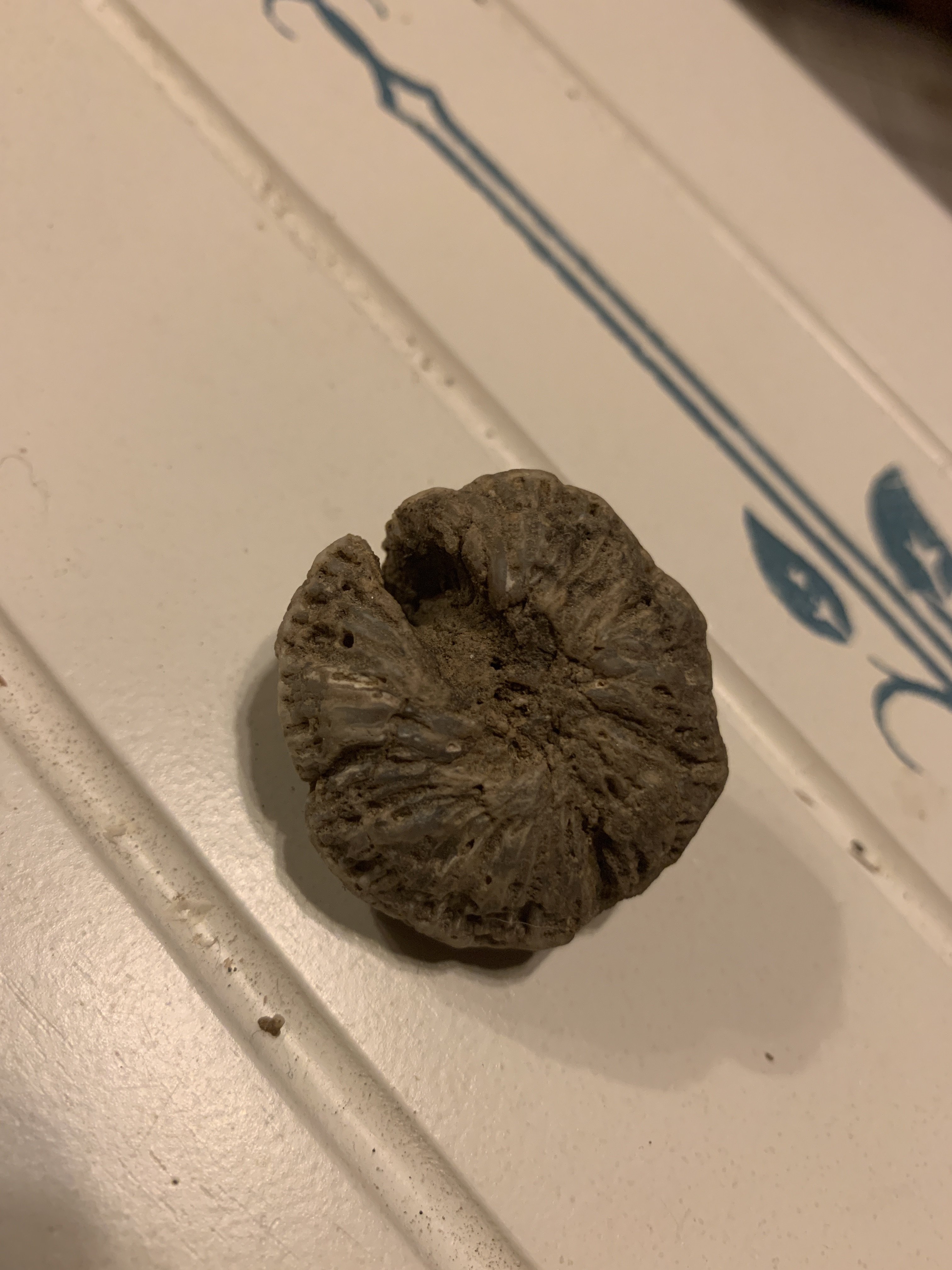 fossilized hickory nut? - Fossil ID - The Fossil Forum