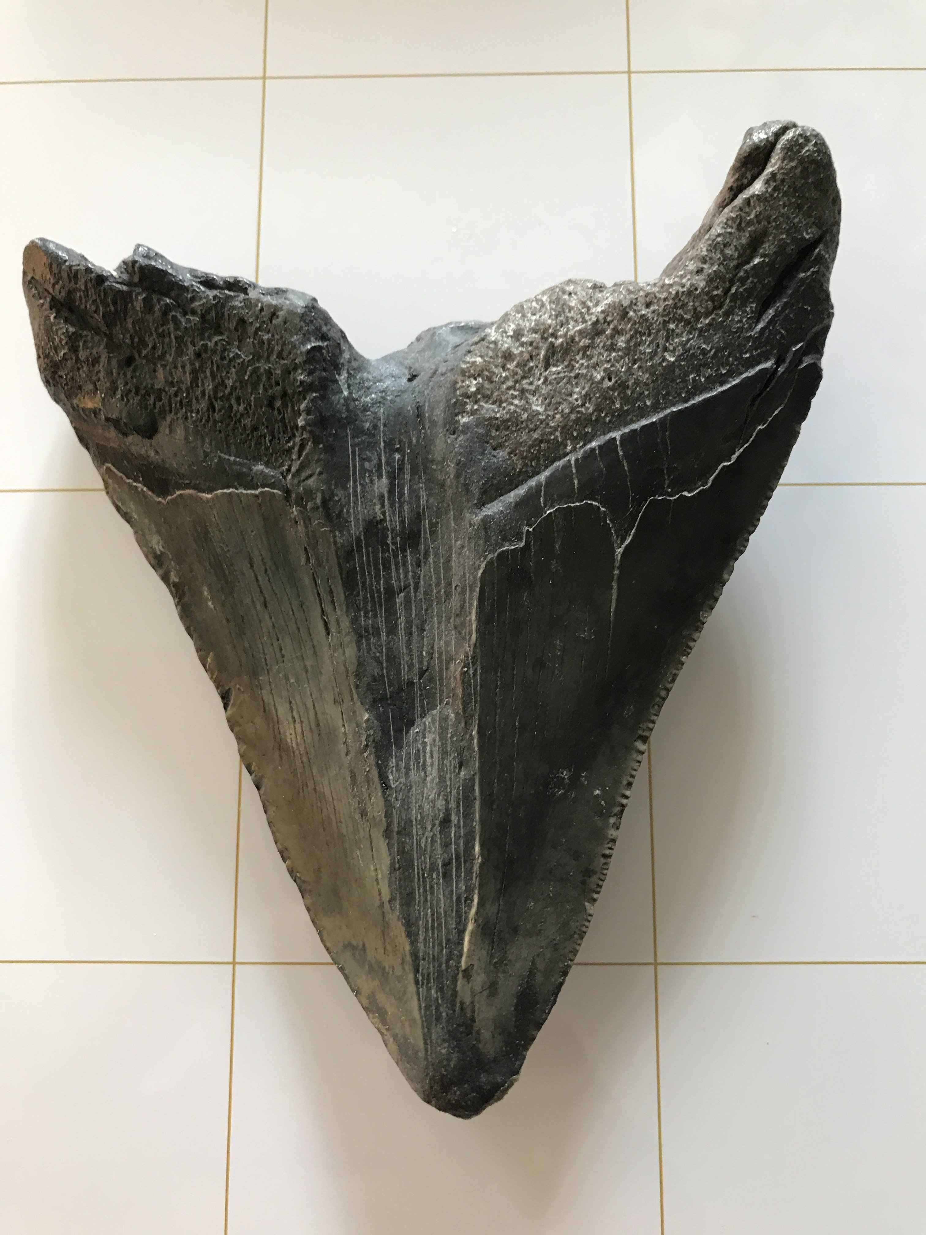 Fake Megalodon Tooth ? and Others - Is It Real? How to Recognize Fossil ...