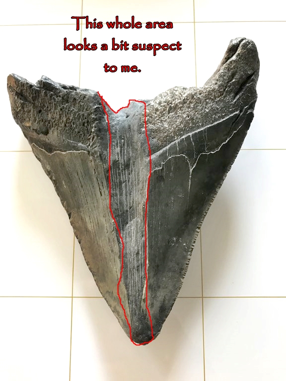 Fake Megalodon Tooth ? and Others - Is It Real? How to Recognize Fossil ...