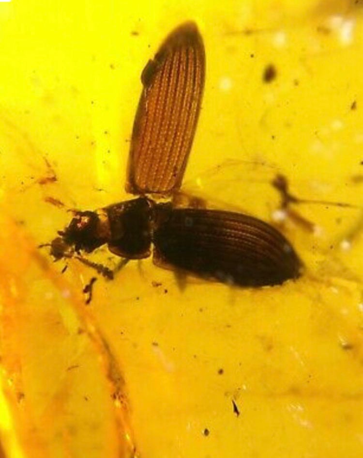 Beetle - The Fossil Forum