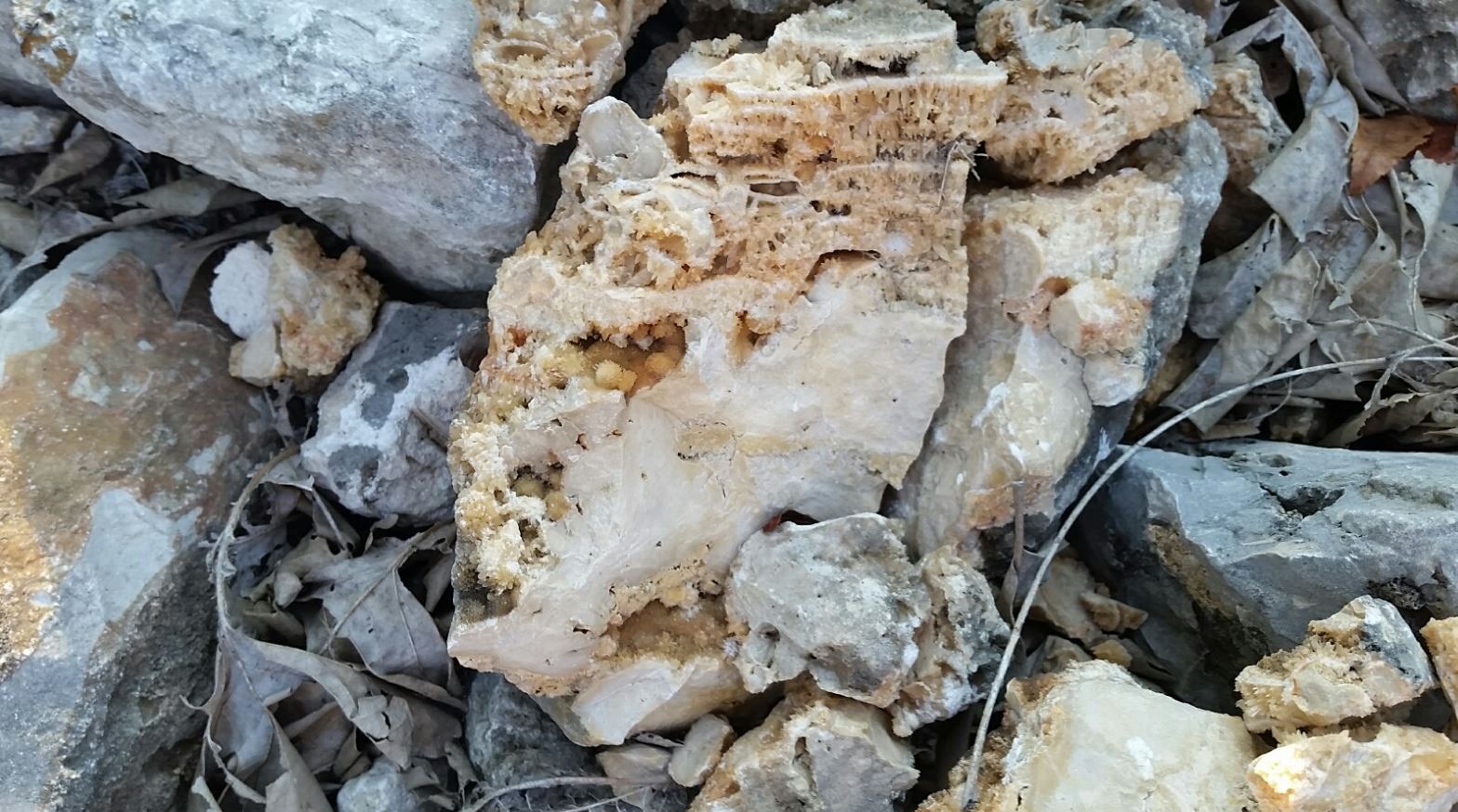 What???.....fish? Coral? Minnows? Shrimp? Crabs? - Fossil ID - The ...