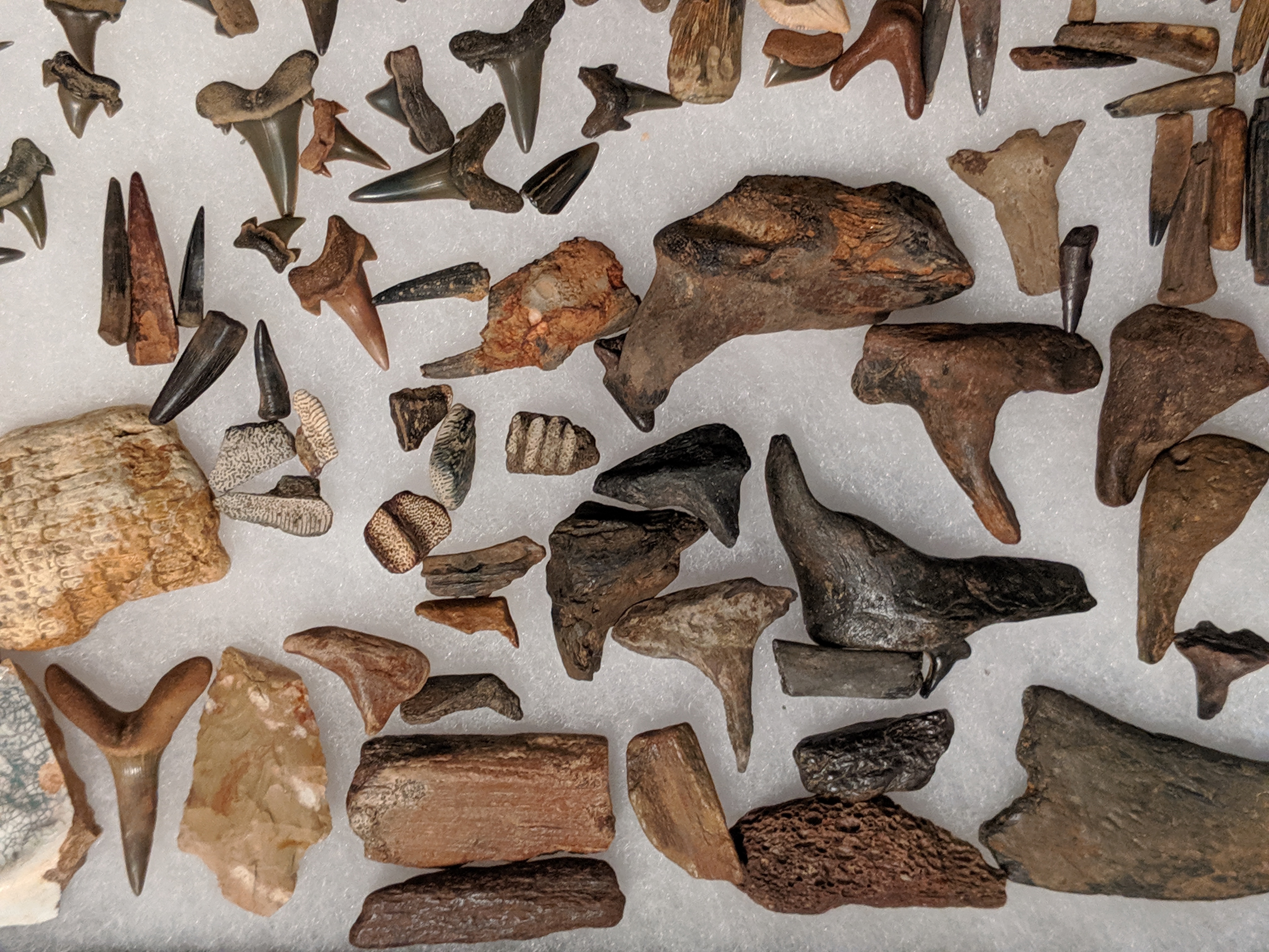 Just some Cretaceous New Jersey stuff! - Member Collections - The ...
