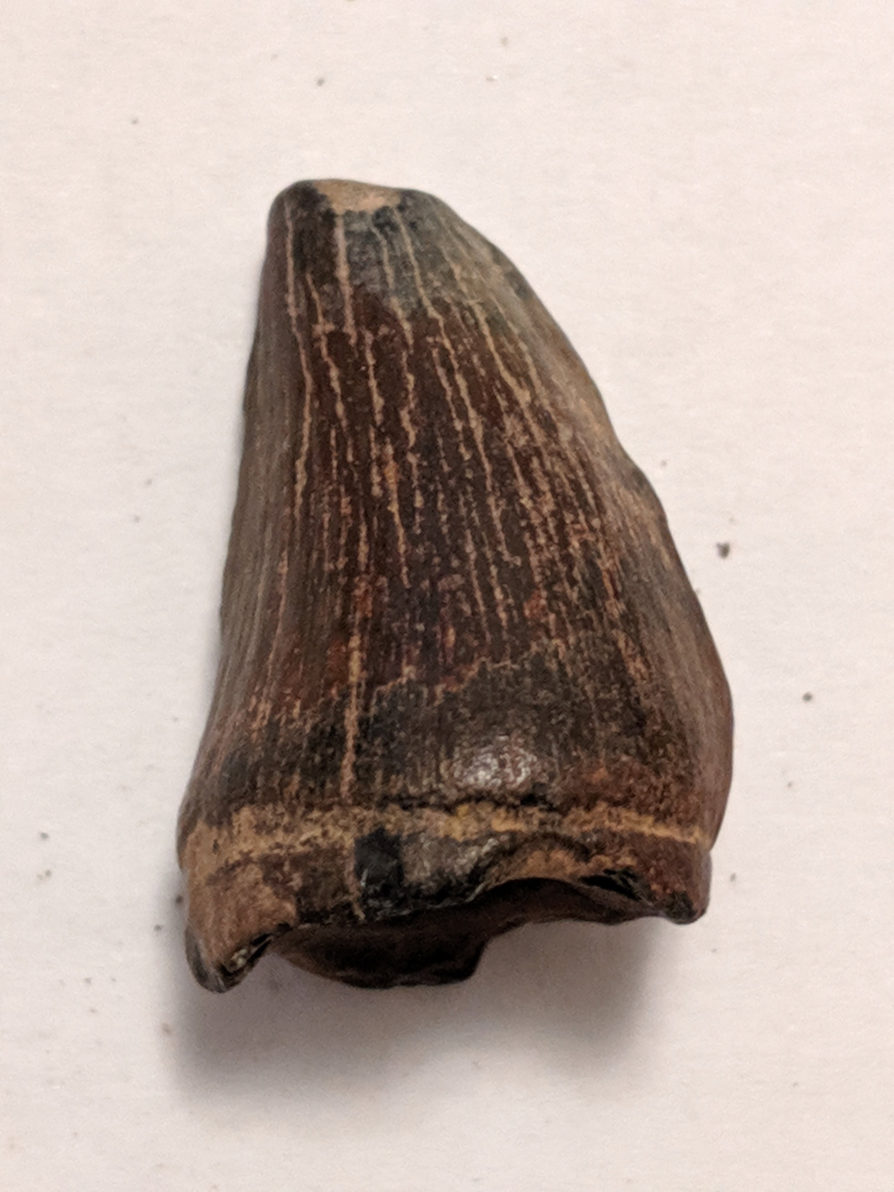 Cretaceous New Jersey Fossils - Member Collections - The Fossil Forum