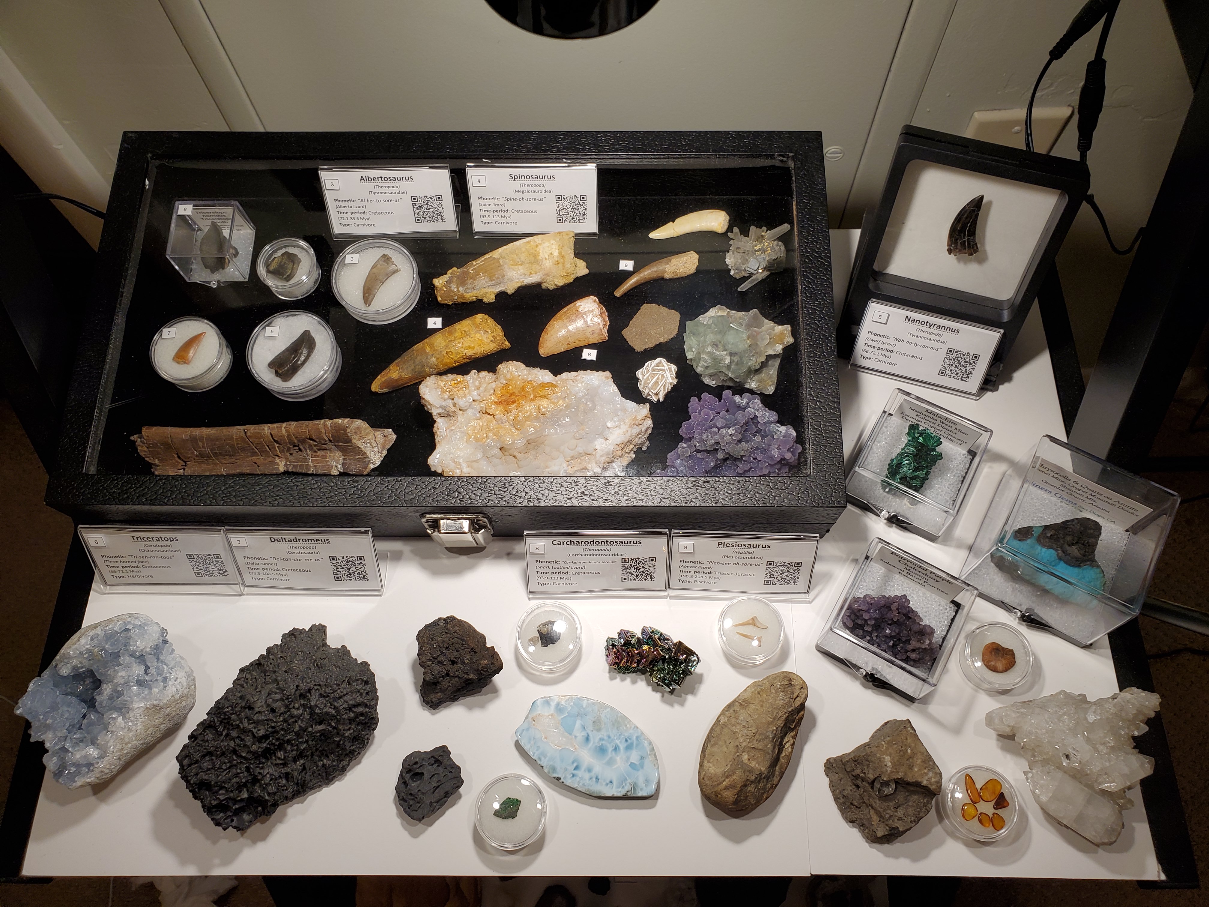 New fossil labels for my small collection - Member Collections - The ...