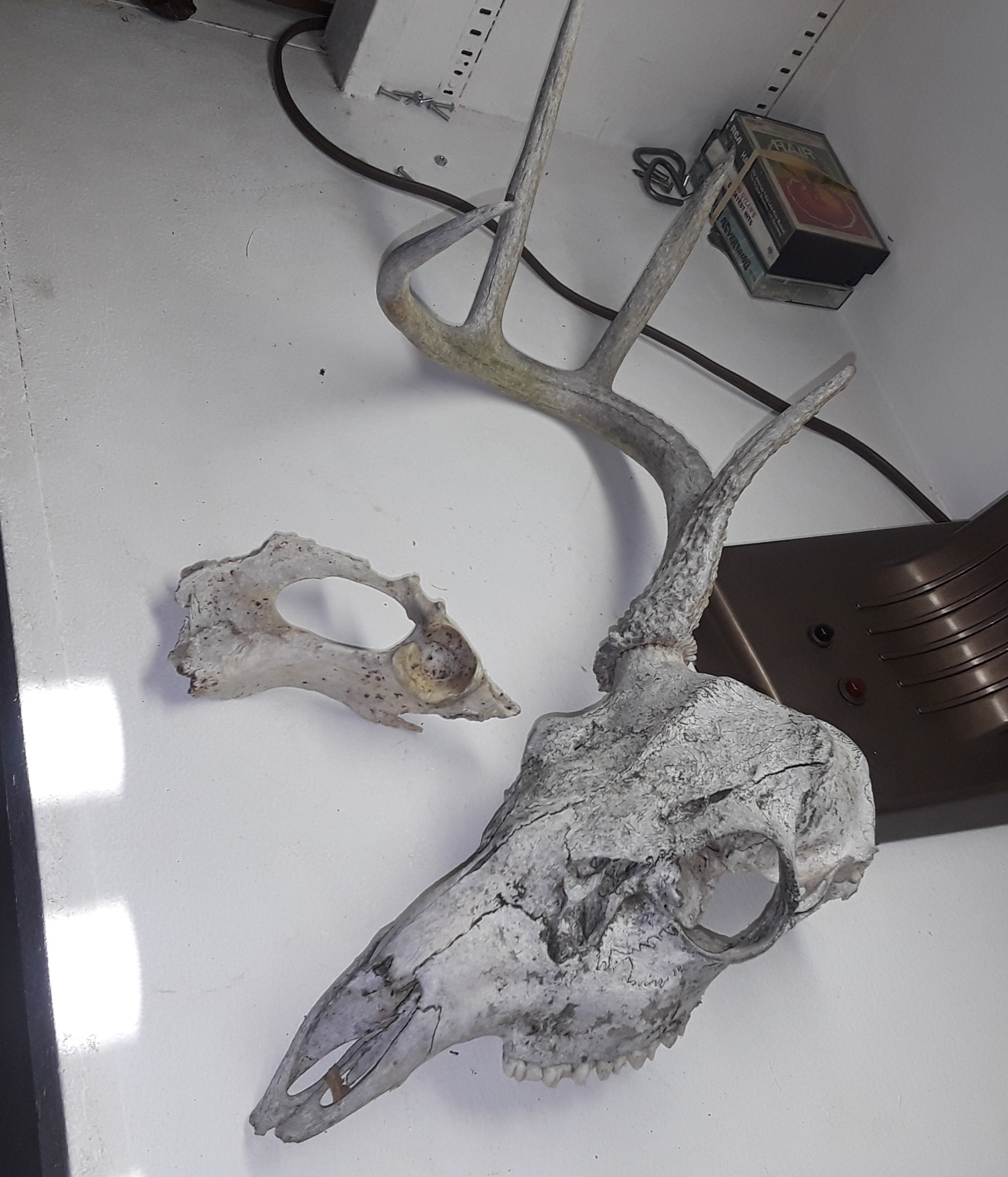 Bones Central Texas - Fossil ID - The Fossil Forum
