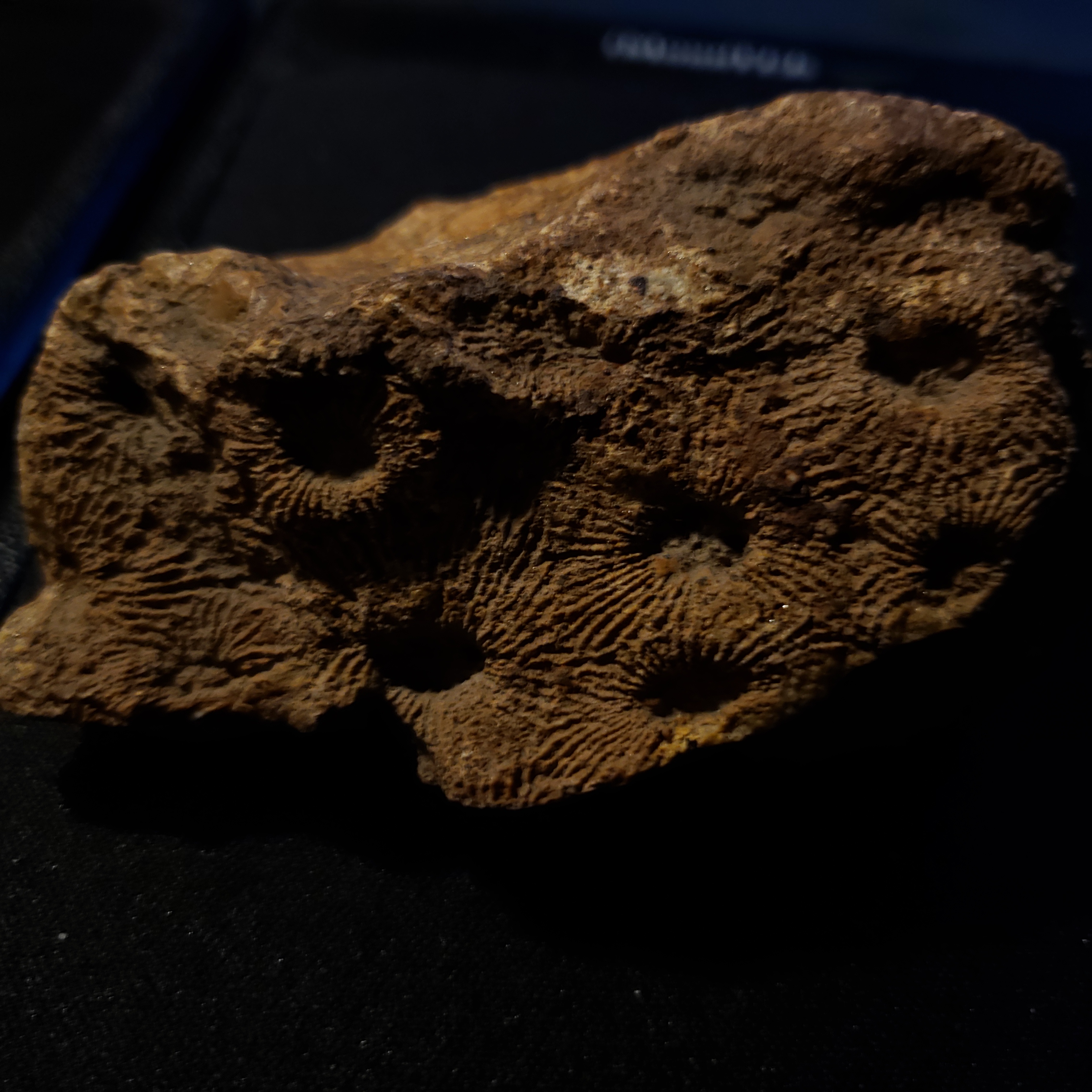 SE Wisconsin - Fossil ID - The Fossil Forum