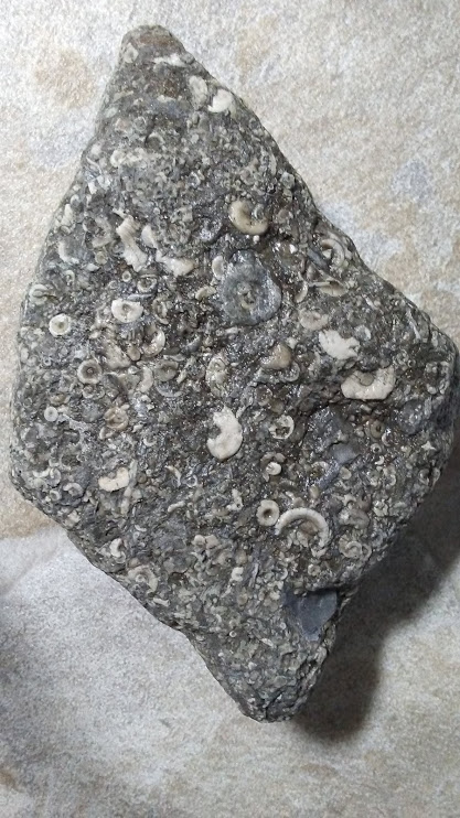 Fossil has inclusion - Fossil ID - The Fossil Forum