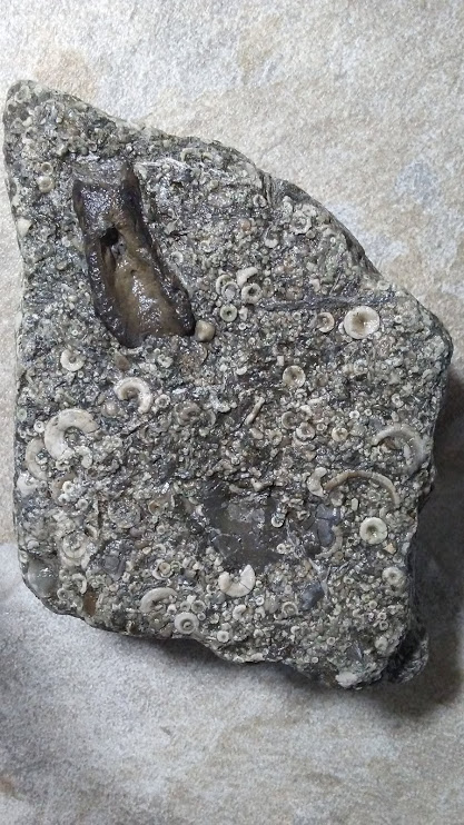 Fossil has inclusion - Fossil ID - The Fossil Forum