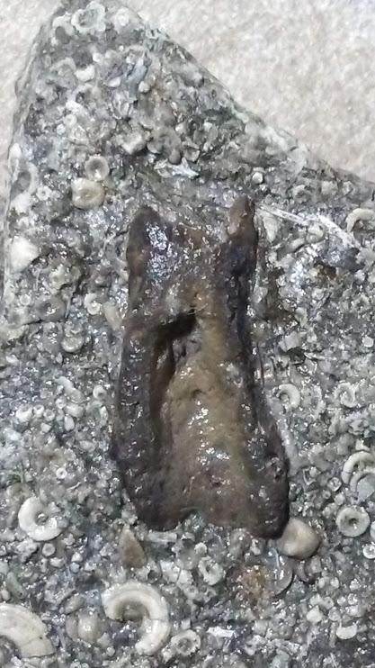 Fossil has inclusion - Fossil ID - The Fossil Forum