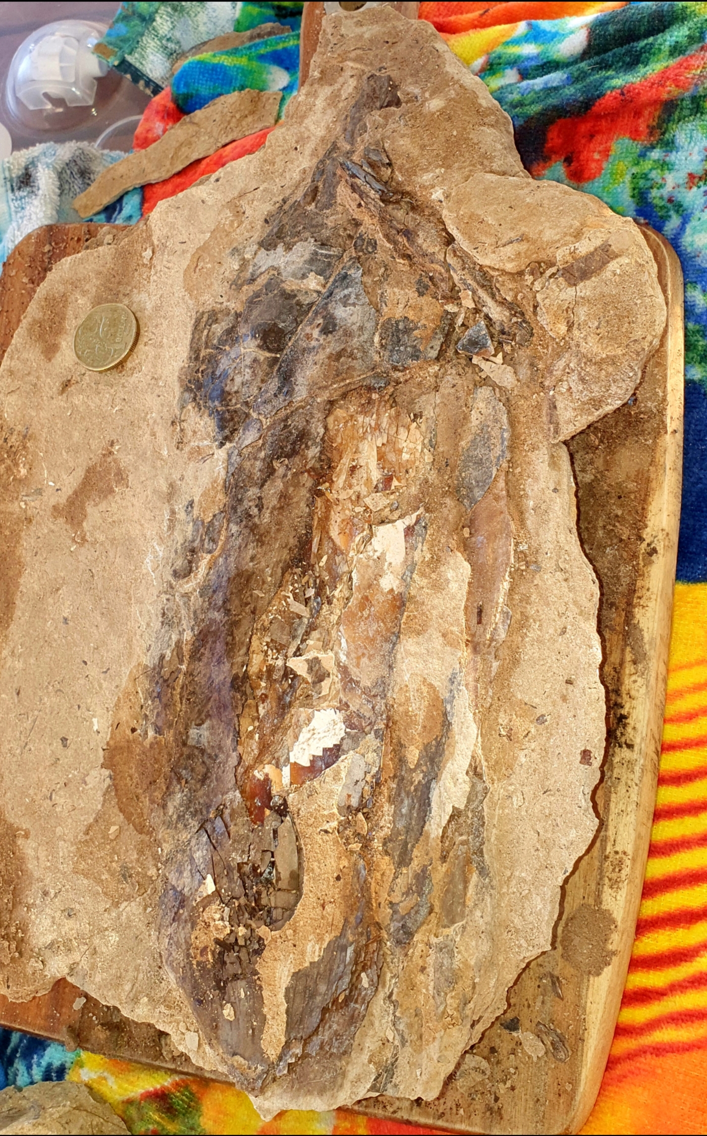Cretaceous Cuttlefish Queensland - Fossil ID - The Fossil Forum