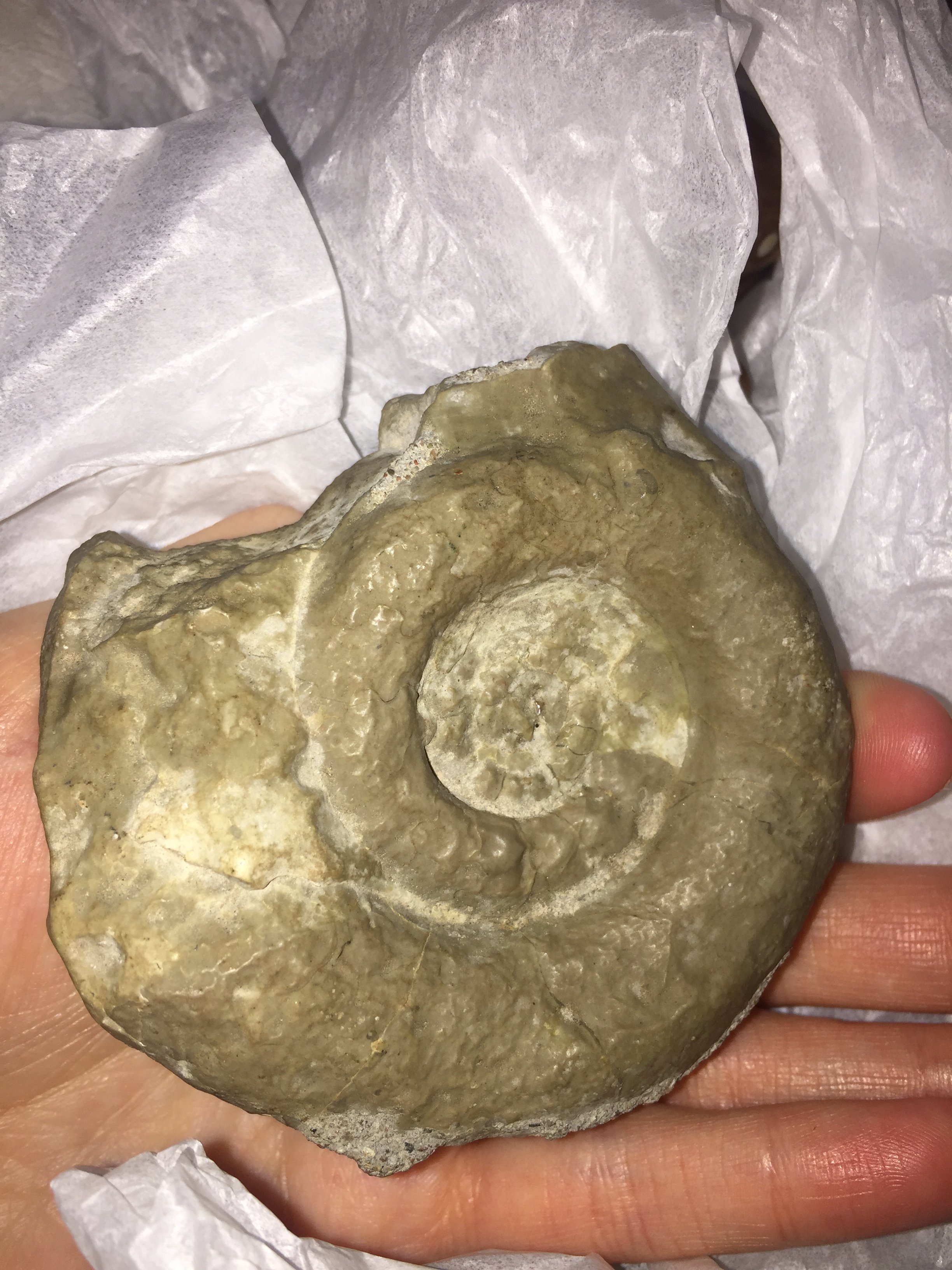 Real or fake ammonite - Is It Real? How to Recognize Fossil ...