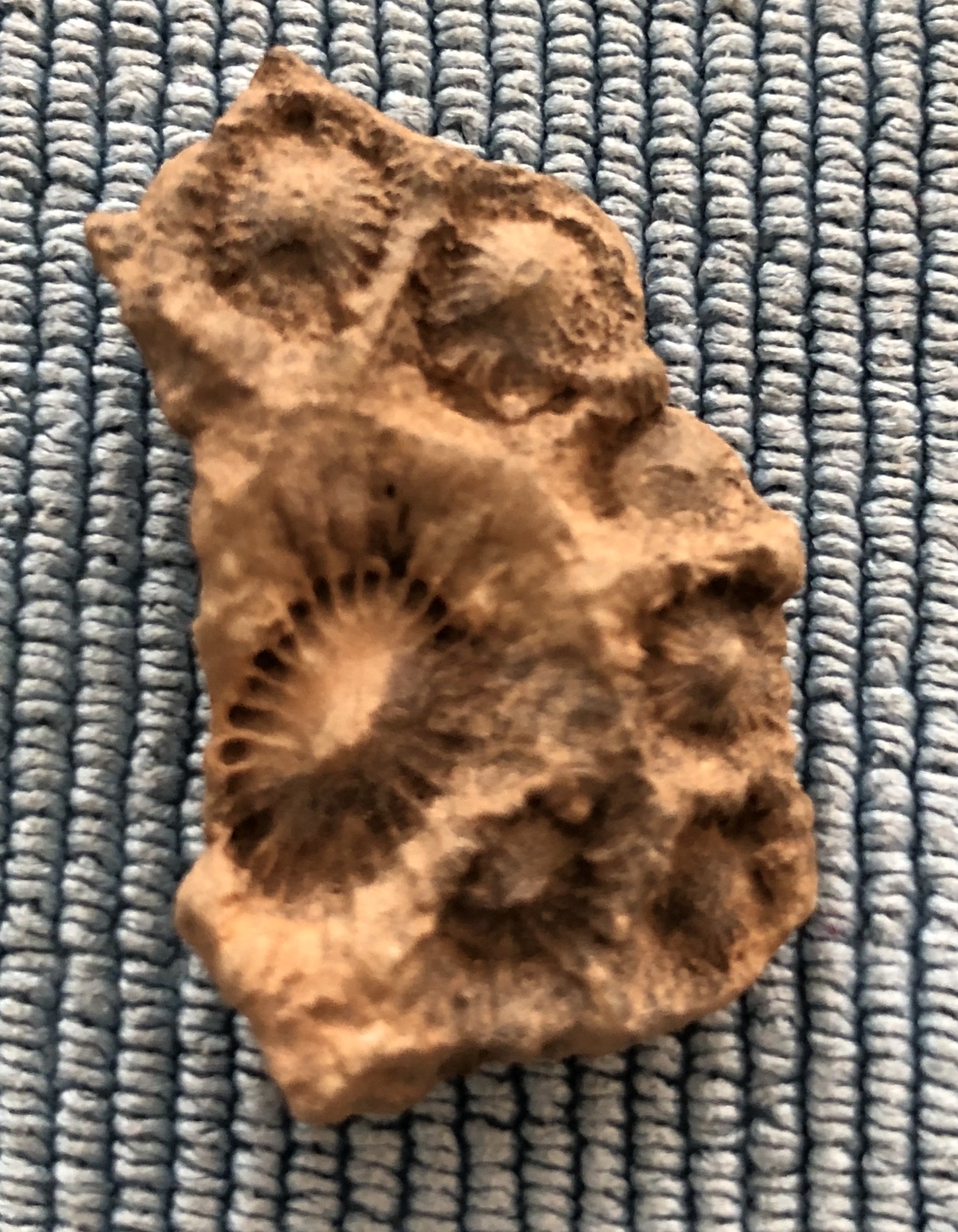 Limpet looking fossil - Fossil ID - The Fossil Forum